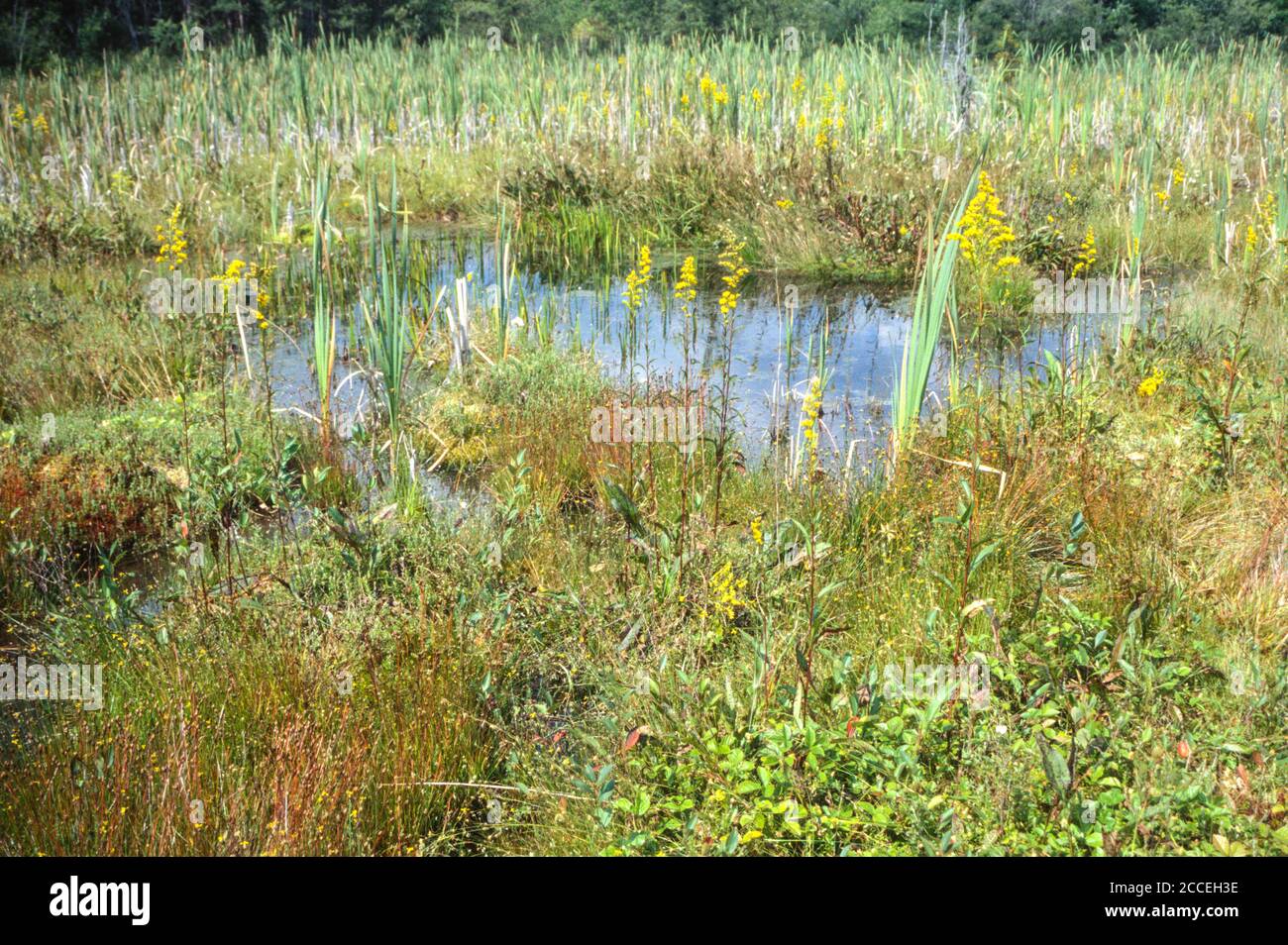 Wetlands Preservation. Cranesville Swamp Preserve, a Nature Conservancy ...