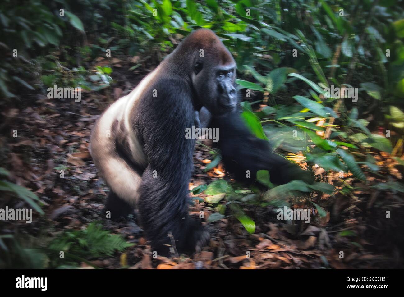 Western Lowland Gorilla (Gorilla gorilla gorilla). Dominant silverback ...