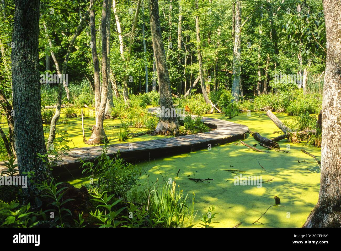 Flag Ponds Nature Park, Board Walk over the Wetlands, Maryland, USA ...
