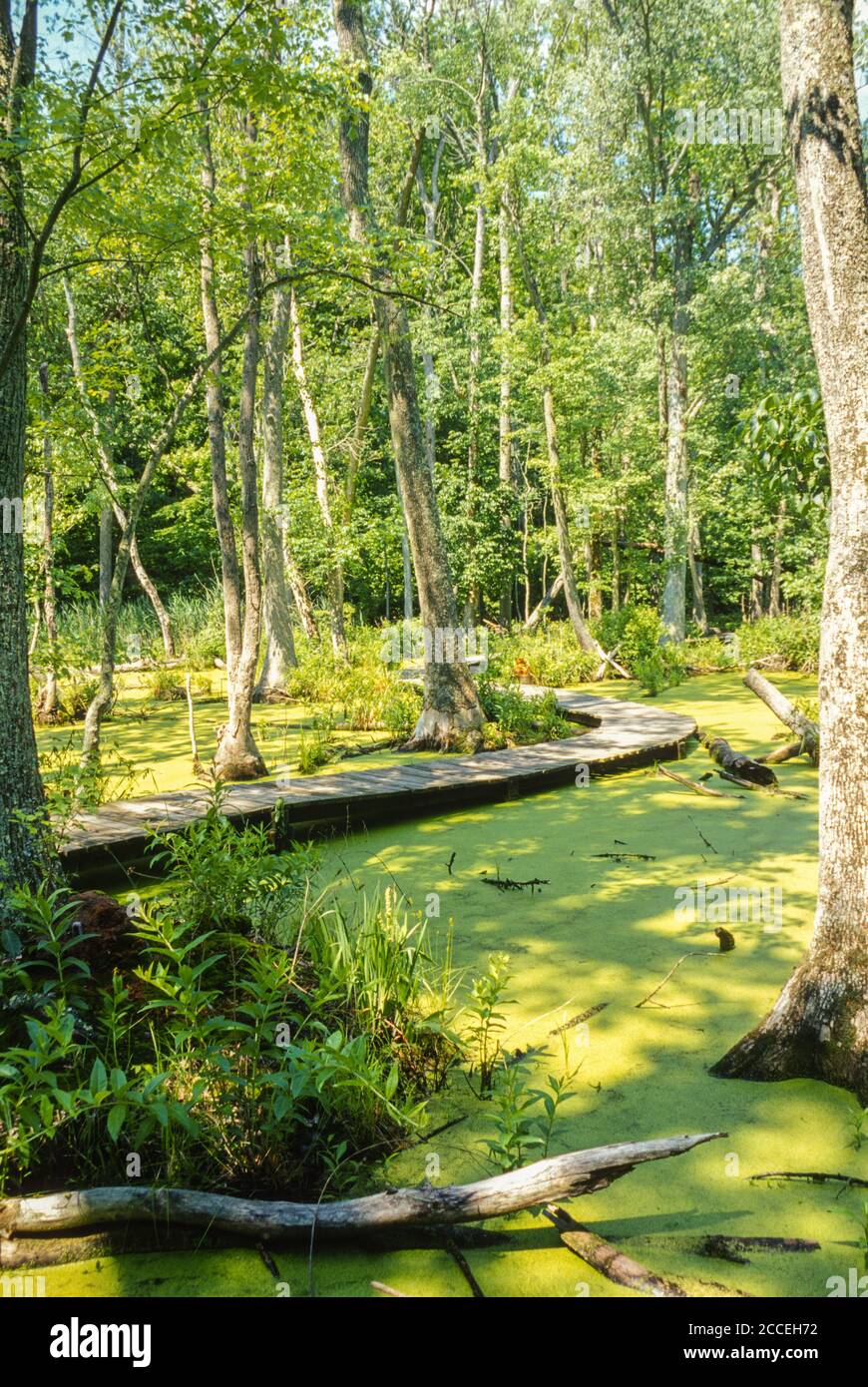 Flag Ponds Nature Park, Board Walk over the Wetlands, Maryland, USA ...