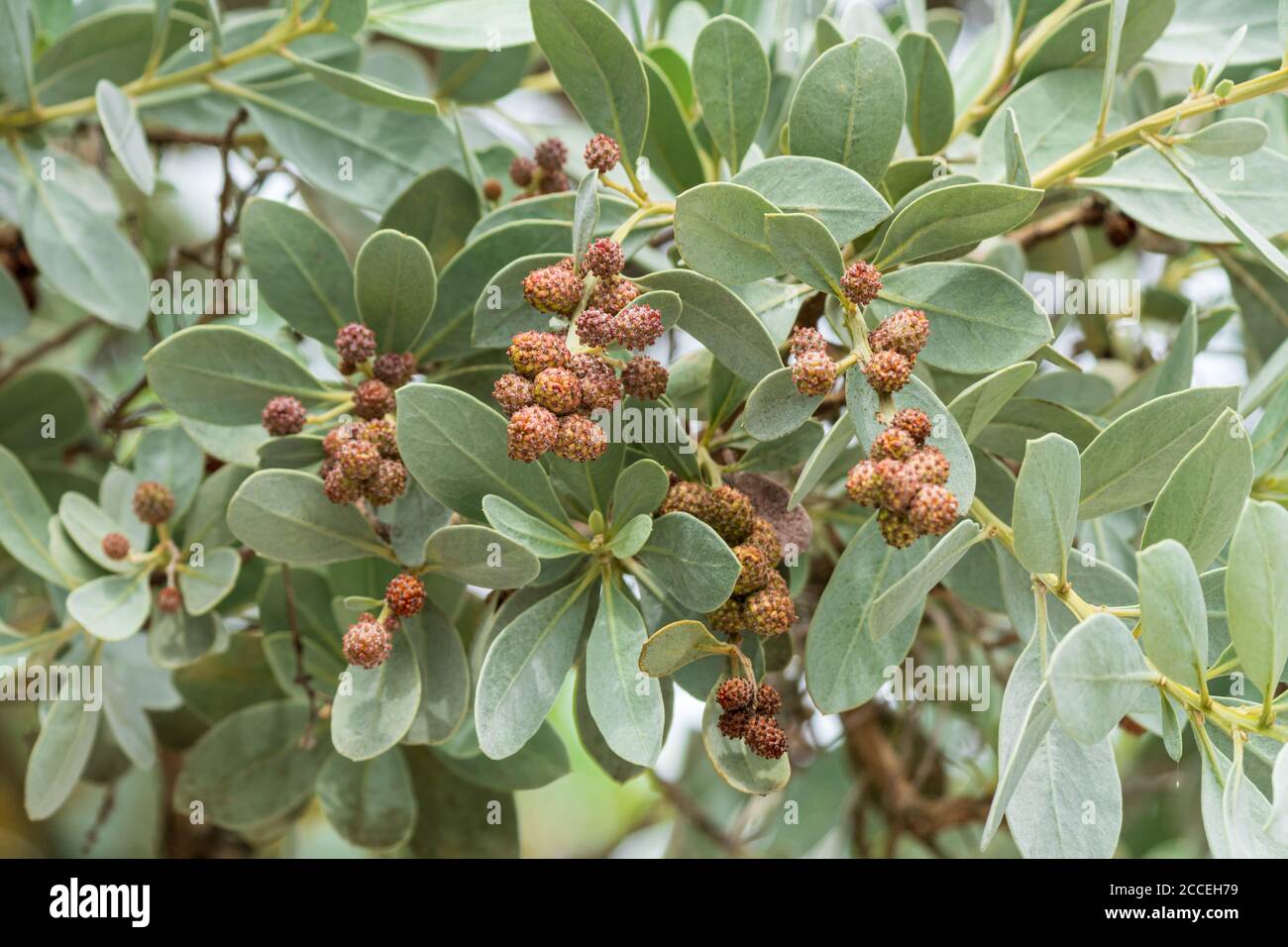 Conocarpus tree hi-res stock photography and images - Alamy