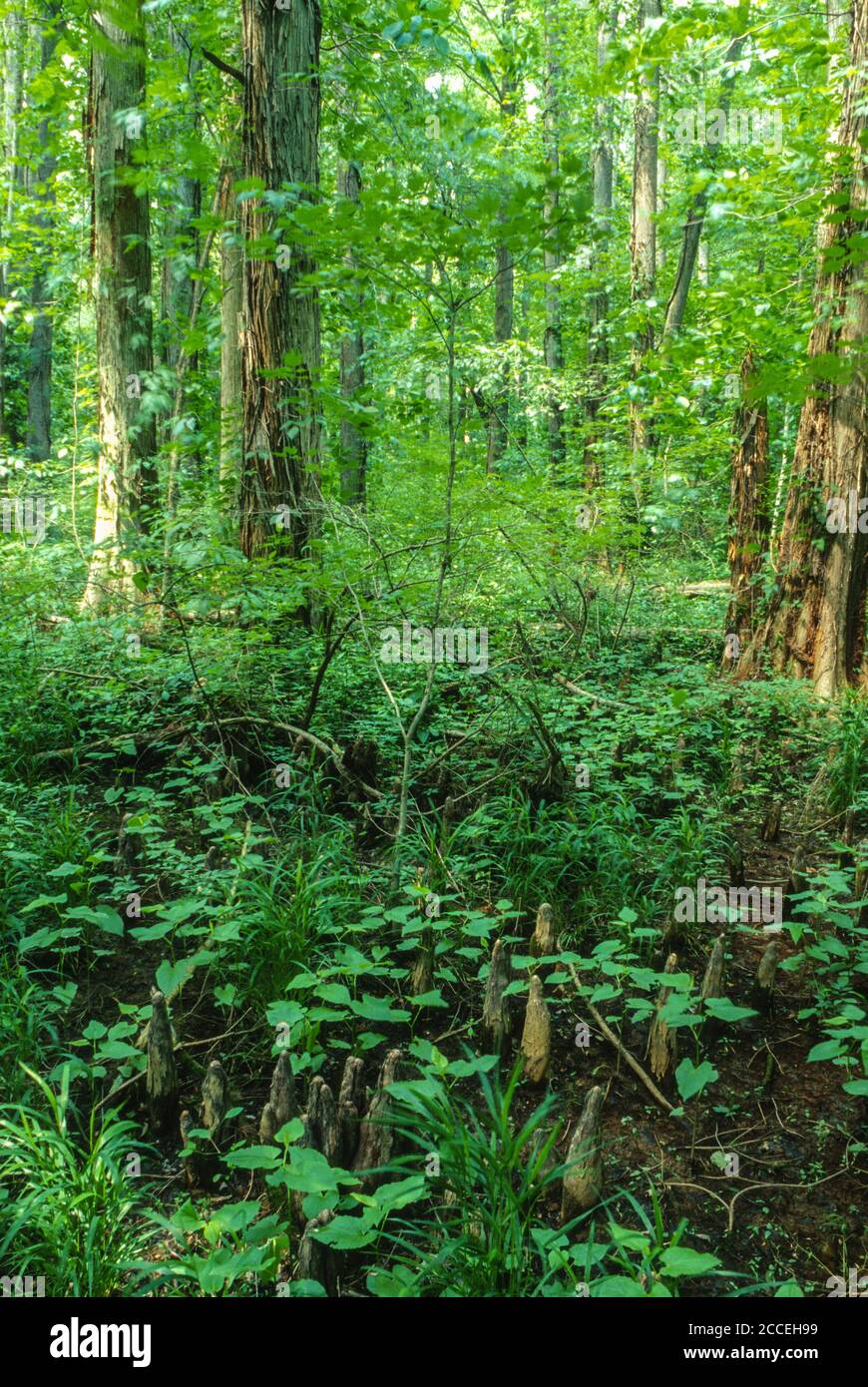 Battle creek cypress swamp hi-res stock photography and images - Alamy