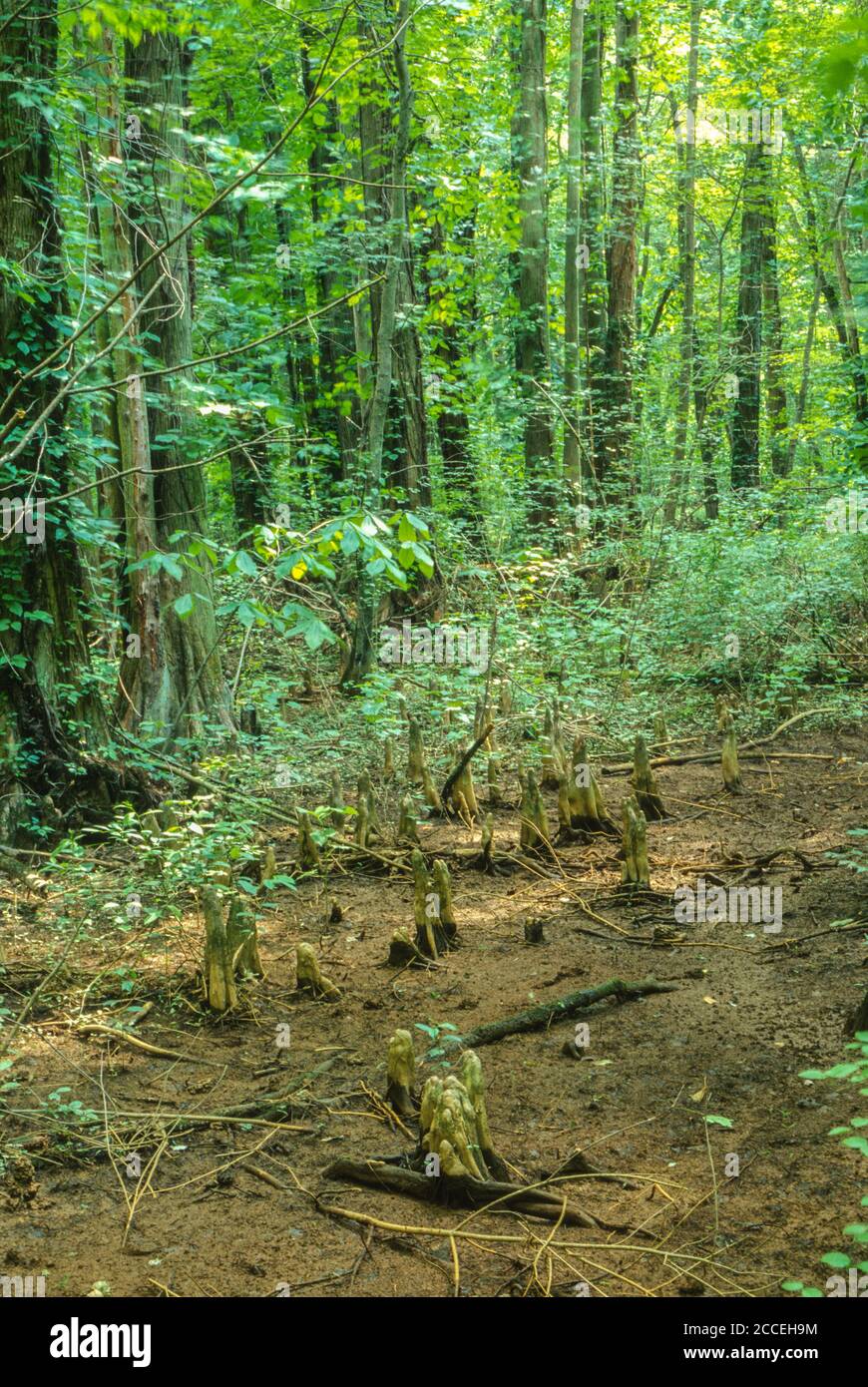 Battle creek cypress swamp hi-res stock photography and images - Alamy