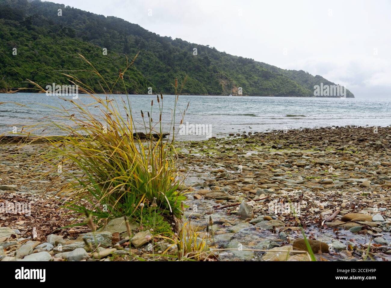 Ship Cove in Queen Charlotte Sound, New Zealand Stock Photo - Alamy