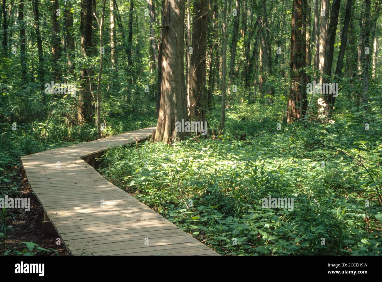 Battle Creek Cypress Swamp, Maryland Stock Photo - Alamy