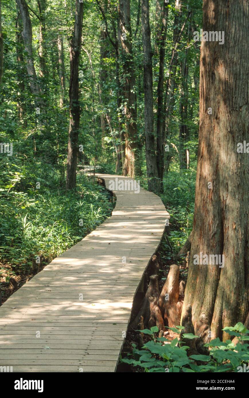Battle creek cypress swamp hi-res stock photography and images - Alamy