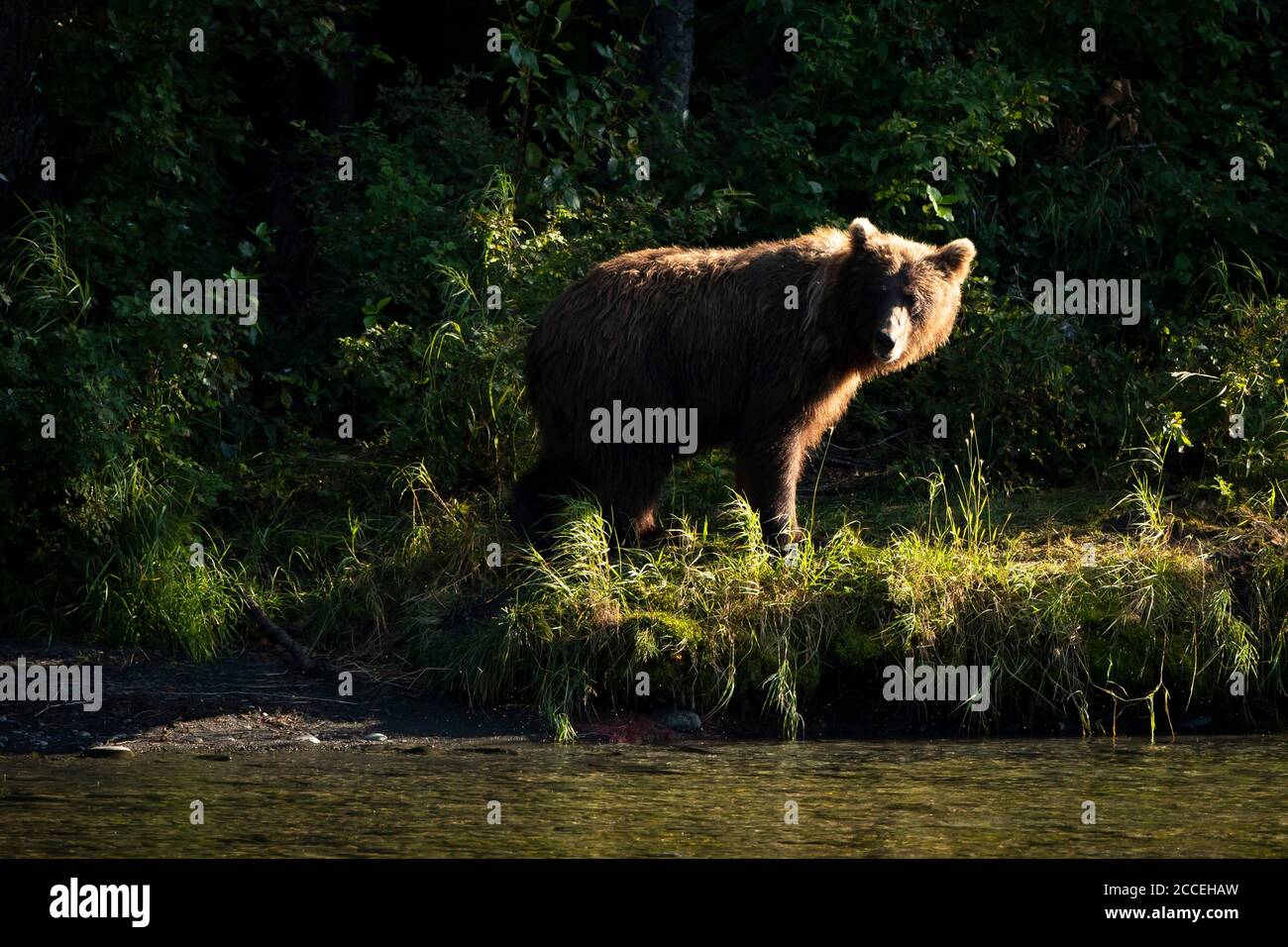 A female Brown Bear on the bank of the Kenai River at the Kenai ...