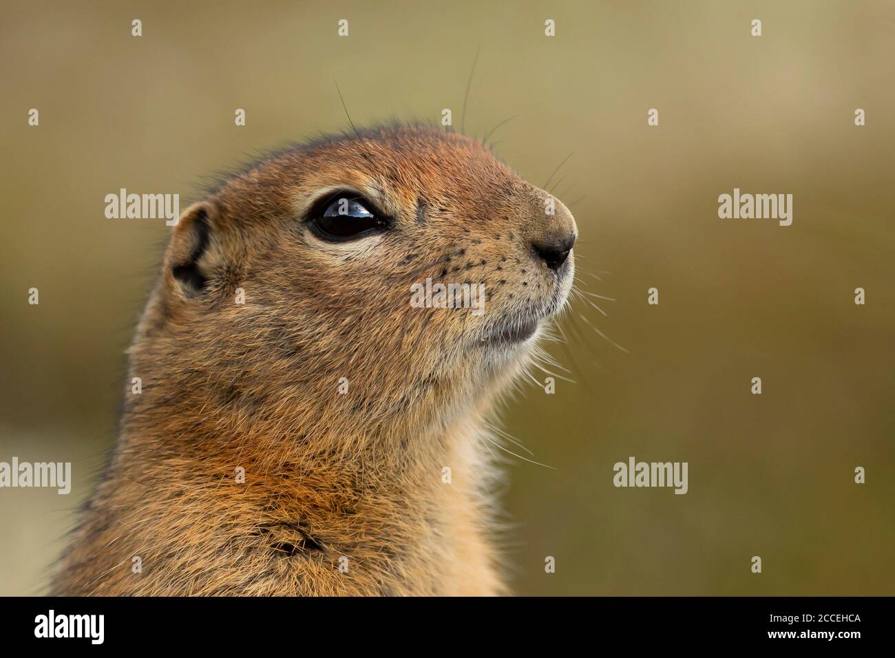 Parka squirrel hi-res stock photography and images - Alamy