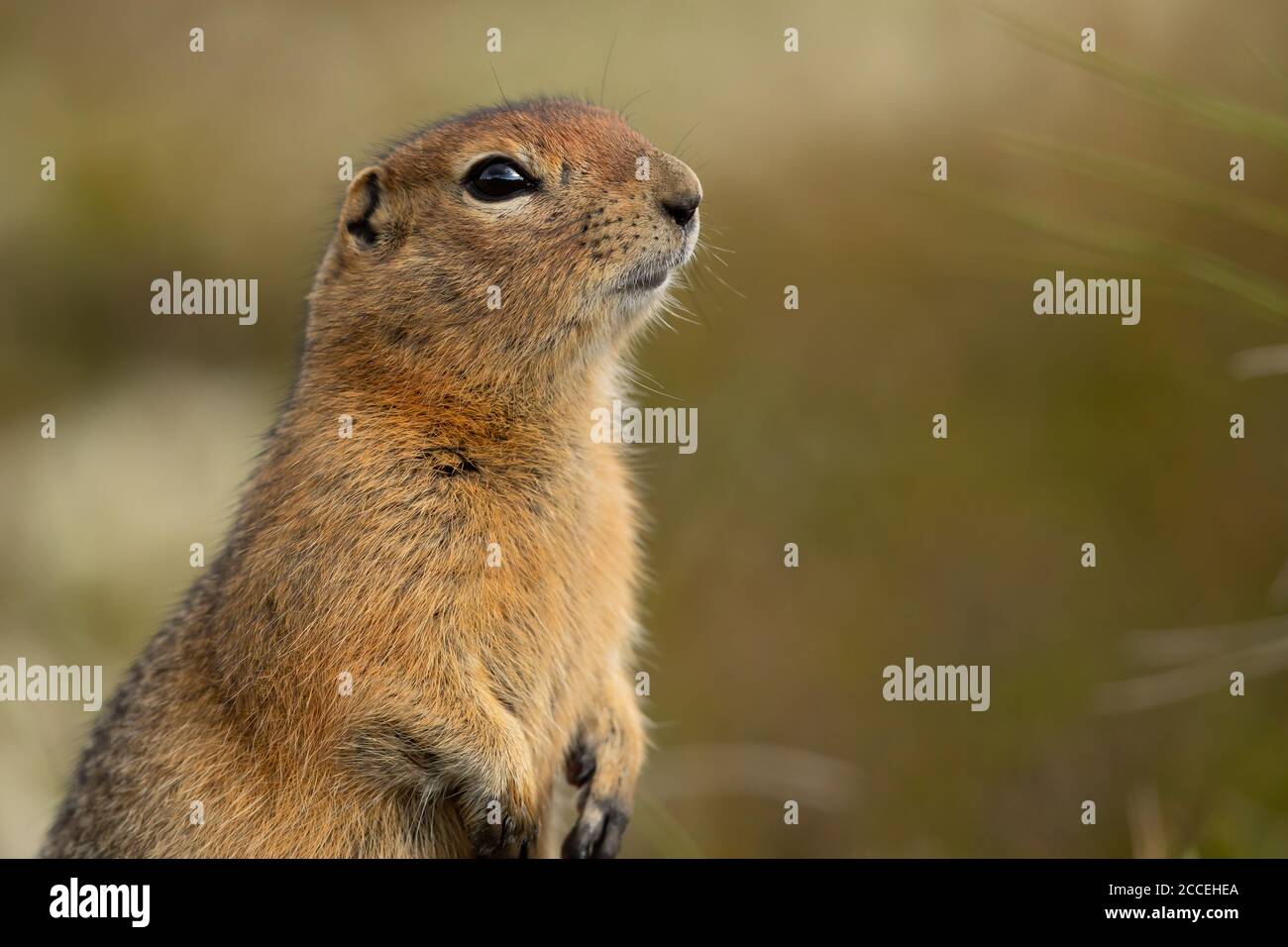Parka squirrel hi-res stock photography and images - Alamy
