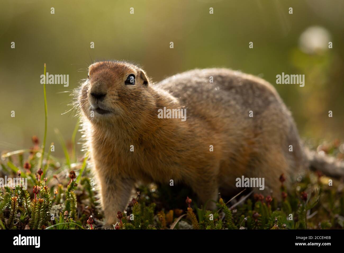 Parka squirrel hi-res stock photography and images - Alamy