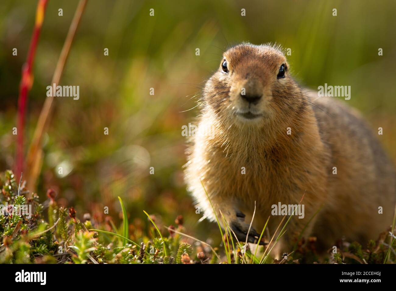 Parka squirrel hi-res stock photography and images - Alamy