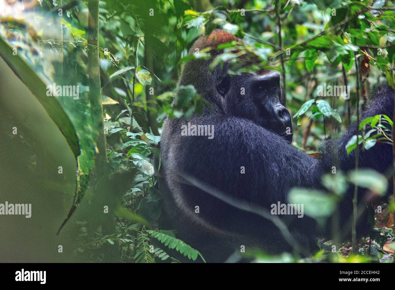 Western Lowland Gorilla (Gorilla gorilla gorilla). Dominant silverback ...