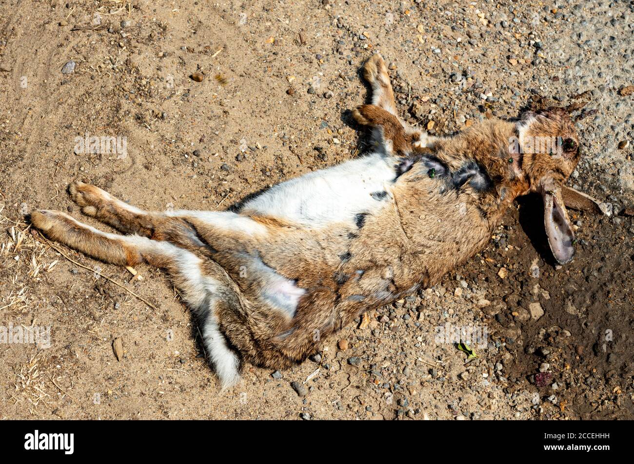 Roadkill animals hi-res stock photography and images - Alamy