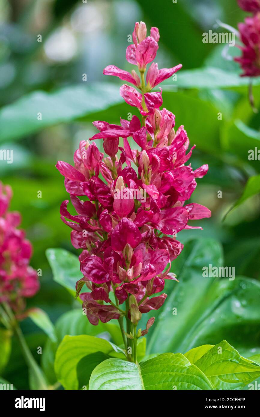 Red flower brazilian plant hi-res stock photography and images - Alamy