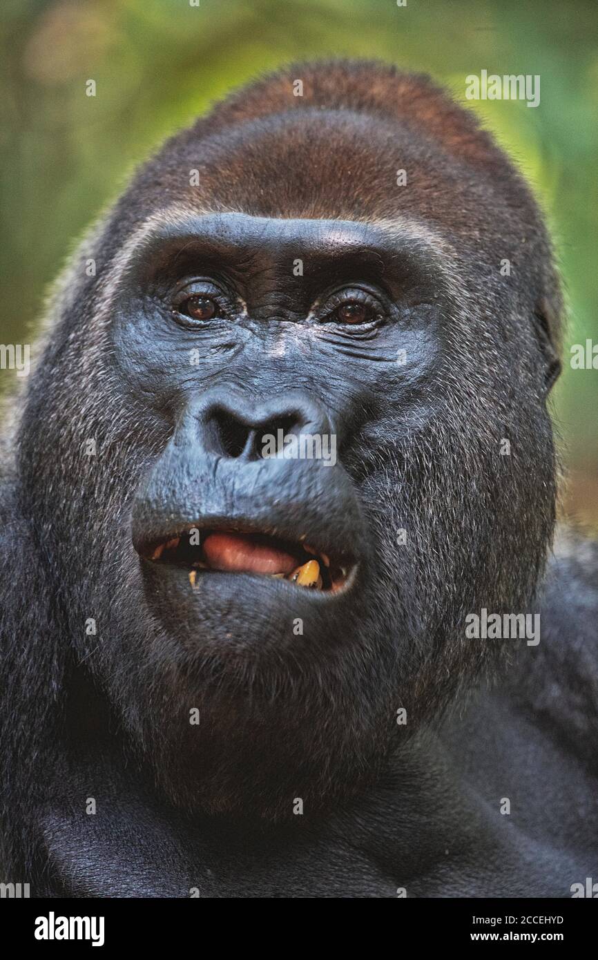 Western Lowland Gorilla (Gorilla gorilla gorilla). Dominant silverback ...