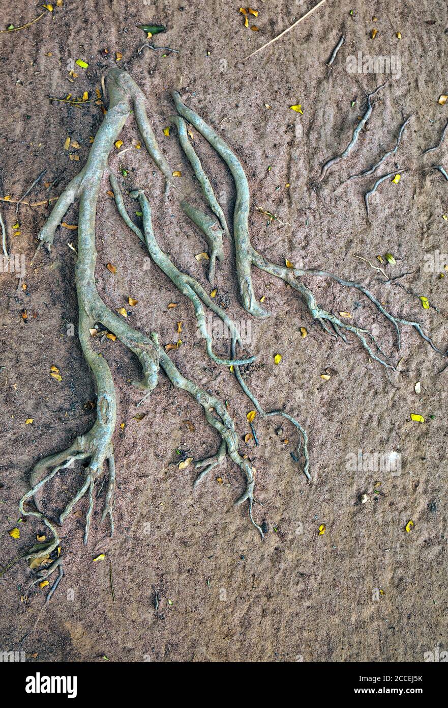 African roots hi-res stock photography and images - Alamy