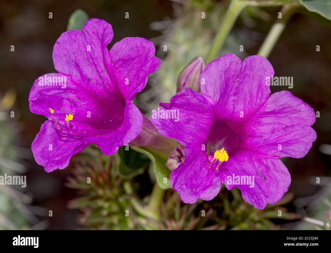Flowers Names And Pictures A Z