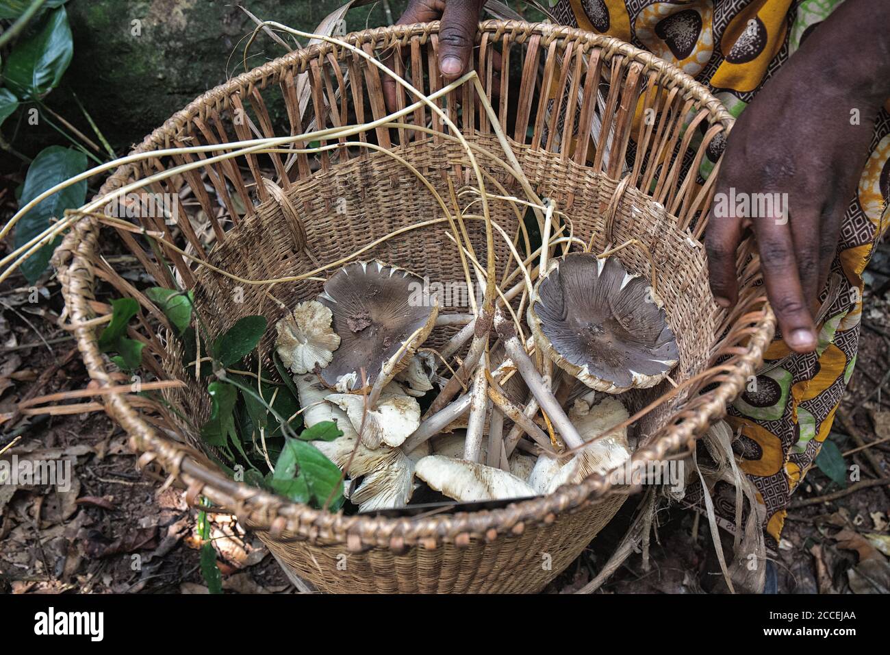 Pygmy tribe in the Dzanga-Sanha Forest Reserve, Central African ...