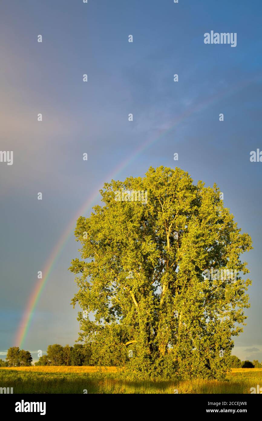 Stormy sky & rainbow, E. Cottonwood (Populus deltoides) tree, Summer ...