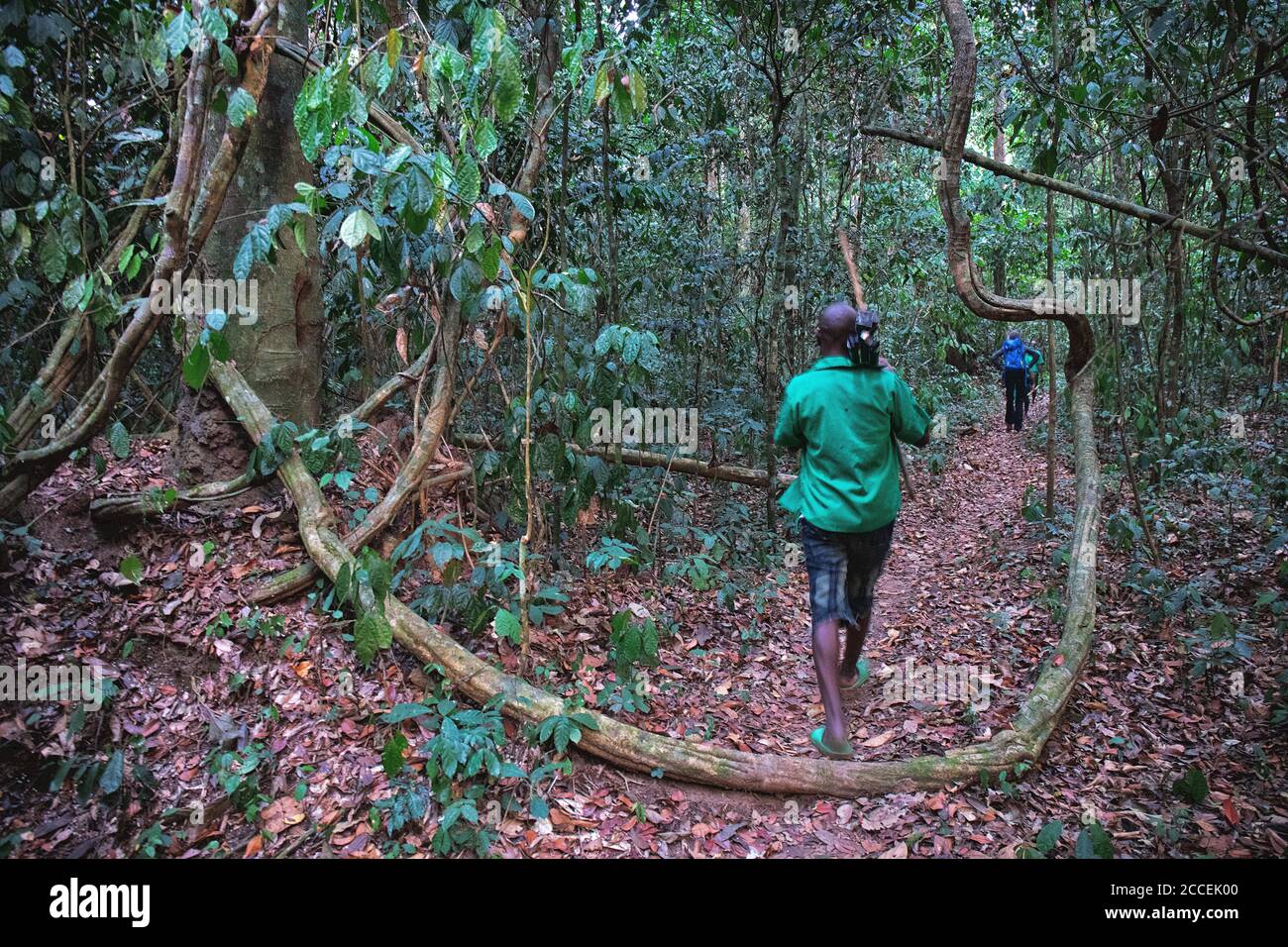 Guards dedicated to the protection and surveillance of the gorillas of ...