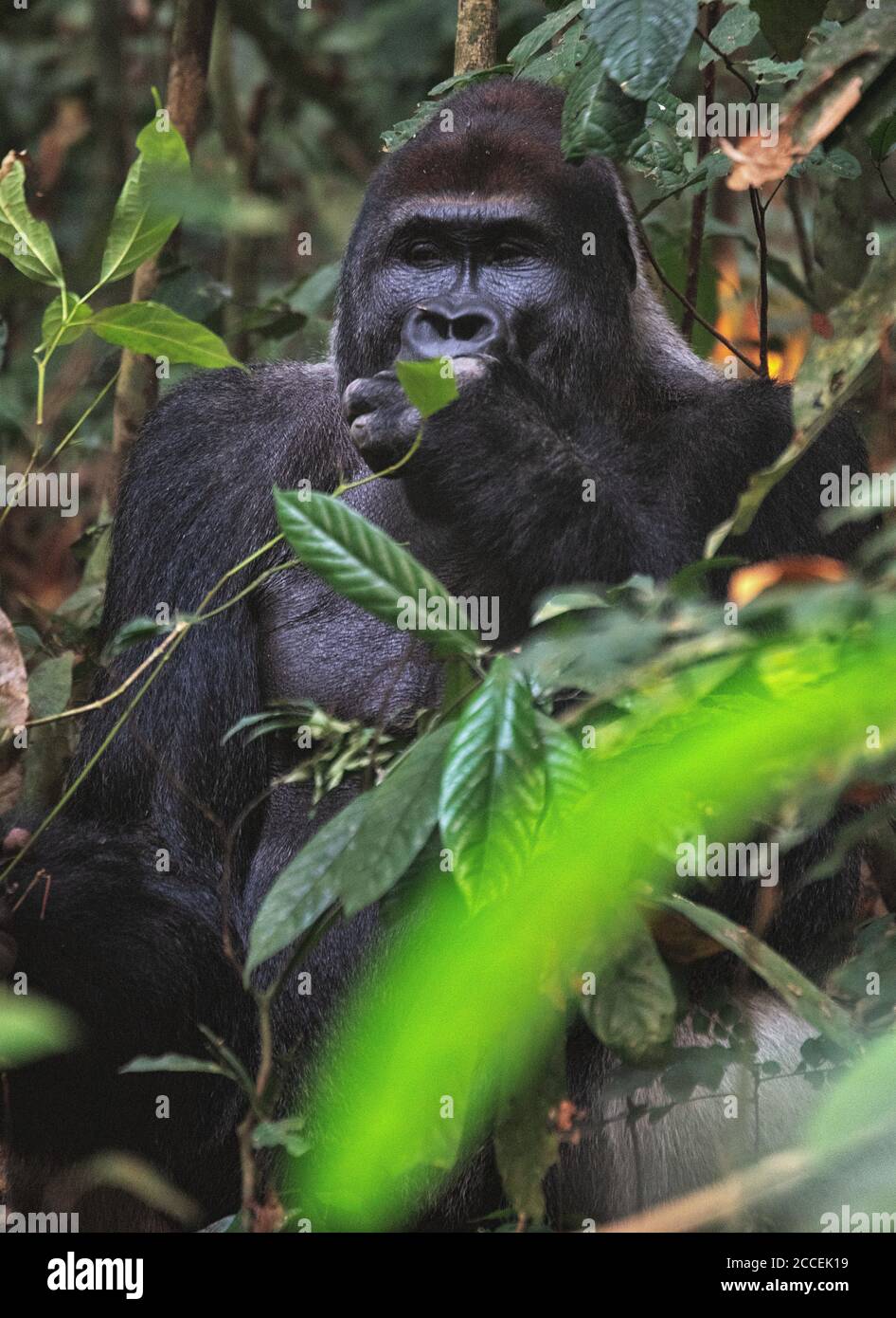 Western Lowland Gorilla (Gorilla gorilla gorilla). Dominant silverback ...