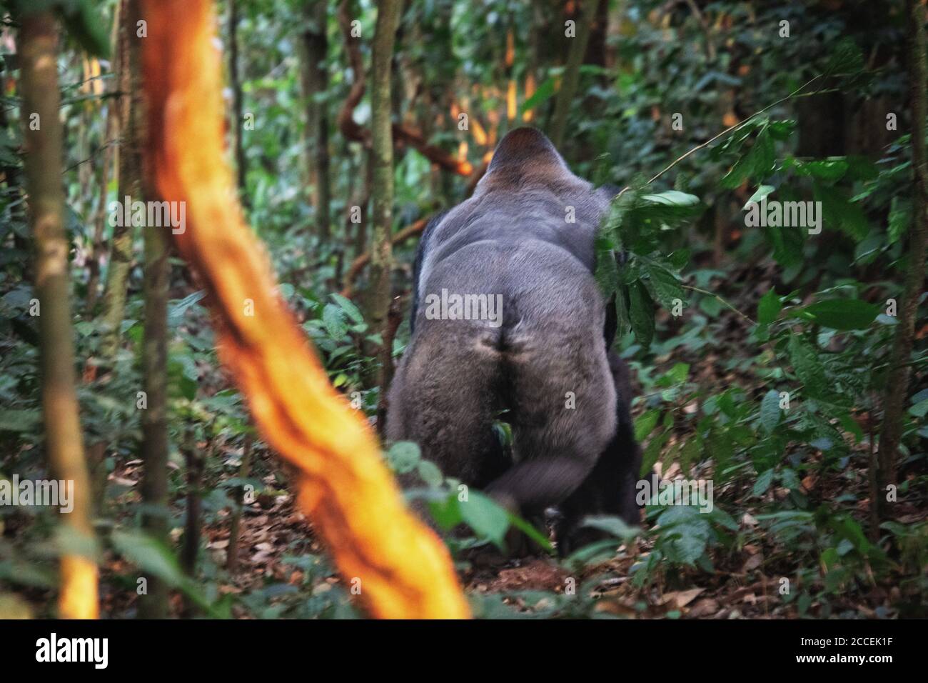 Western Lowland Gorilla (Gorilla gorilla gorilla). Dominant silverback ...