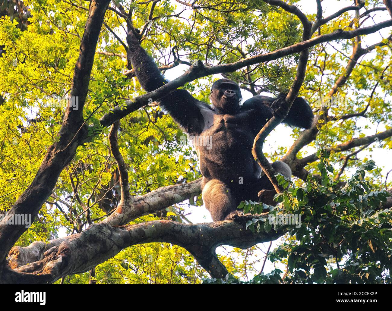 Western Lowland Gorilla (Gorilla gorilla gorilla). Dominant silverback ...