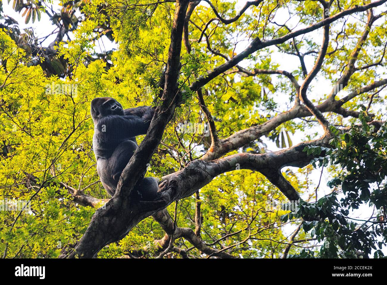 Western Lowland Gorilla (Gorilla gorilla gorilla). Dominant silverback ...