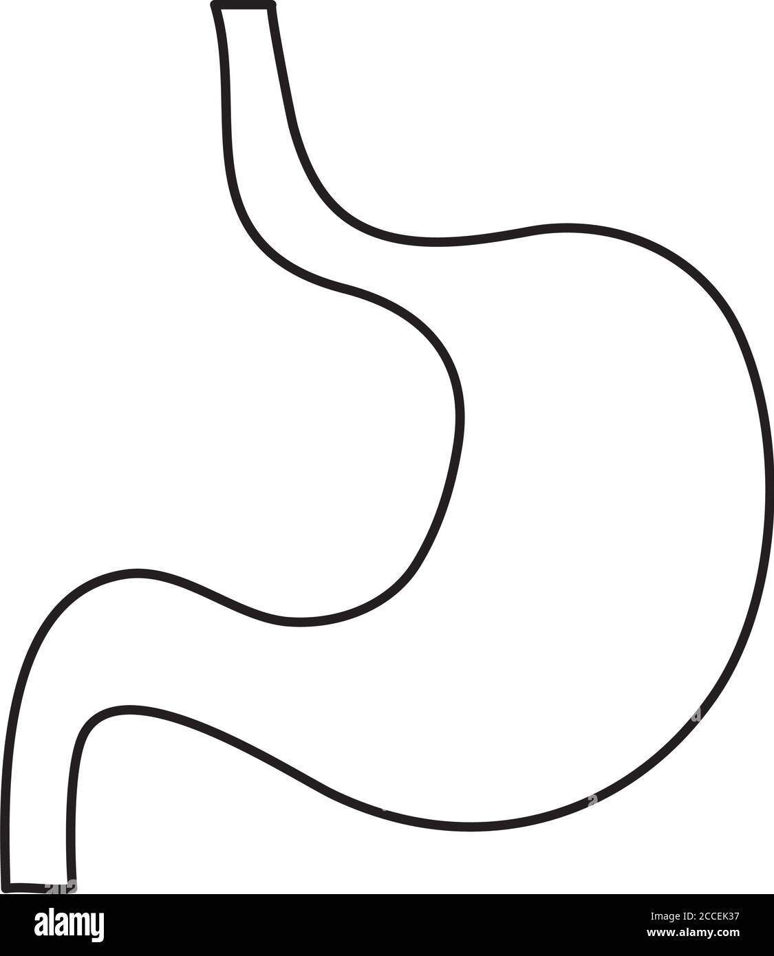 Human Body Concept Stomach Icon Over White Background Line Style