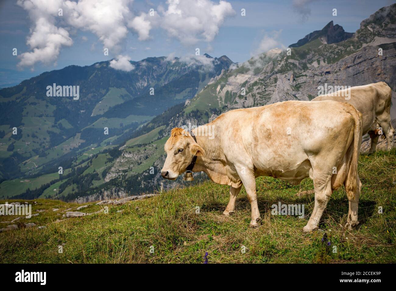Cows and Cattle grassing in the Swiss Alps - typical Switzerland Stock ...