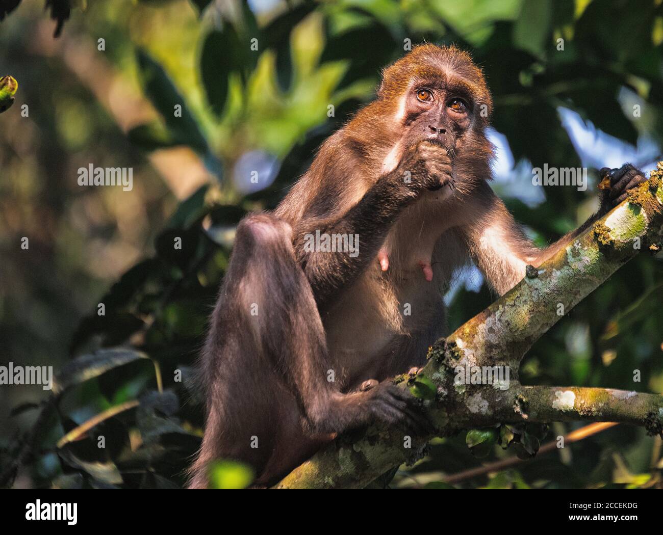 Agile mangabeys (Cercocebus agilis) foraging for termite control on the ...