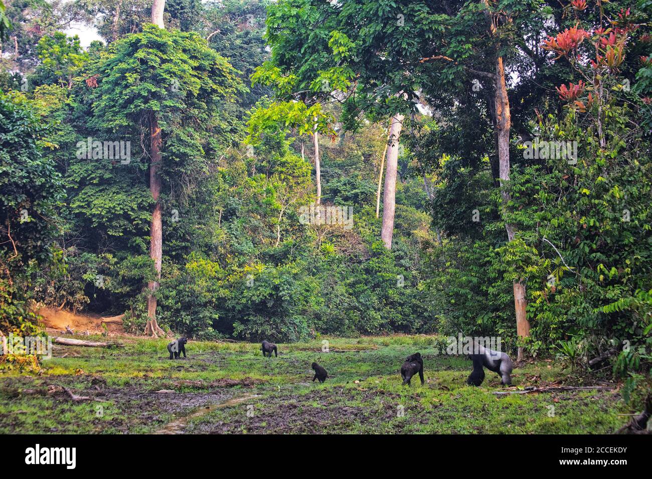 Western Lowland Gorilla (Gorilla gorilla gorilla). Dominant silverback ...