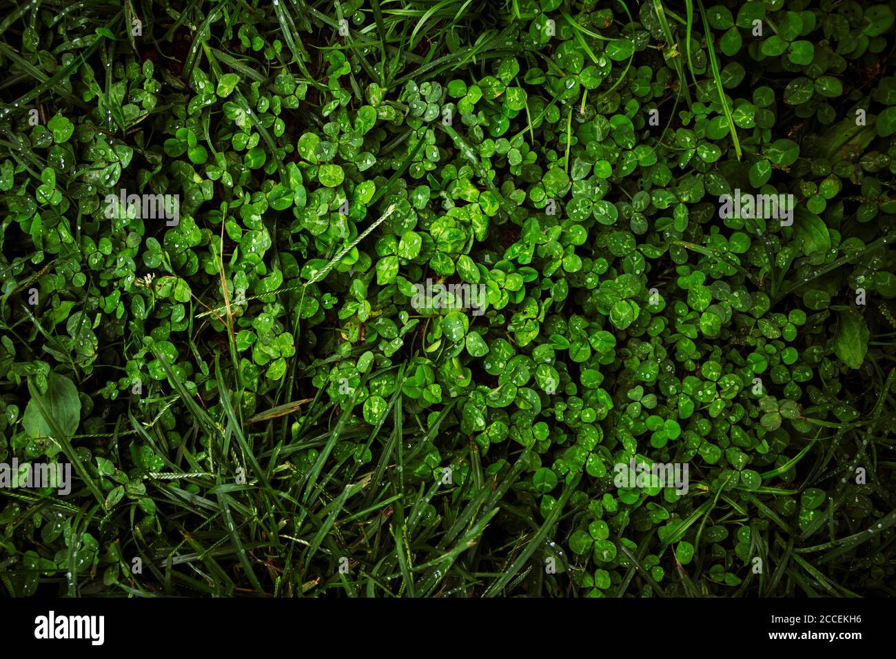 Tall clover hi-res stock photography and images - Alamy