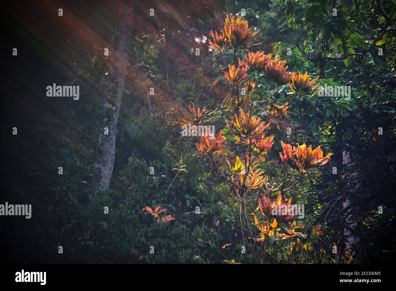 Trees and vegetation in the Jungle and dense forest of Dzanga Sangha ...