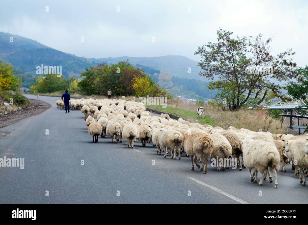 Armenia Sheep Herd on the highway Stock Photo - Alamy