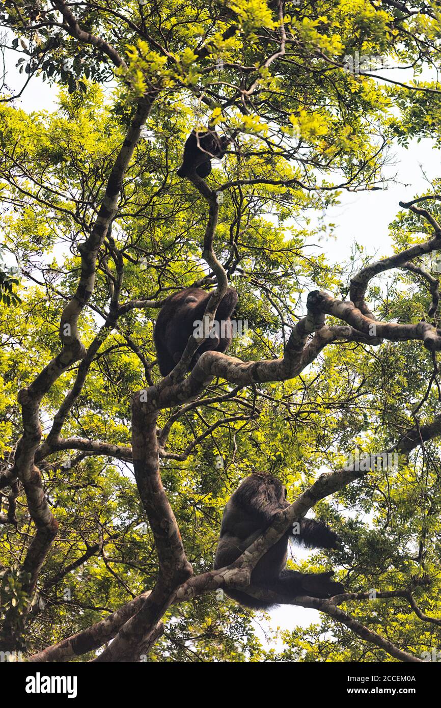 Western Lowland Gorilla (Gorilla gorilla gorilla). Dominant silverback ...
