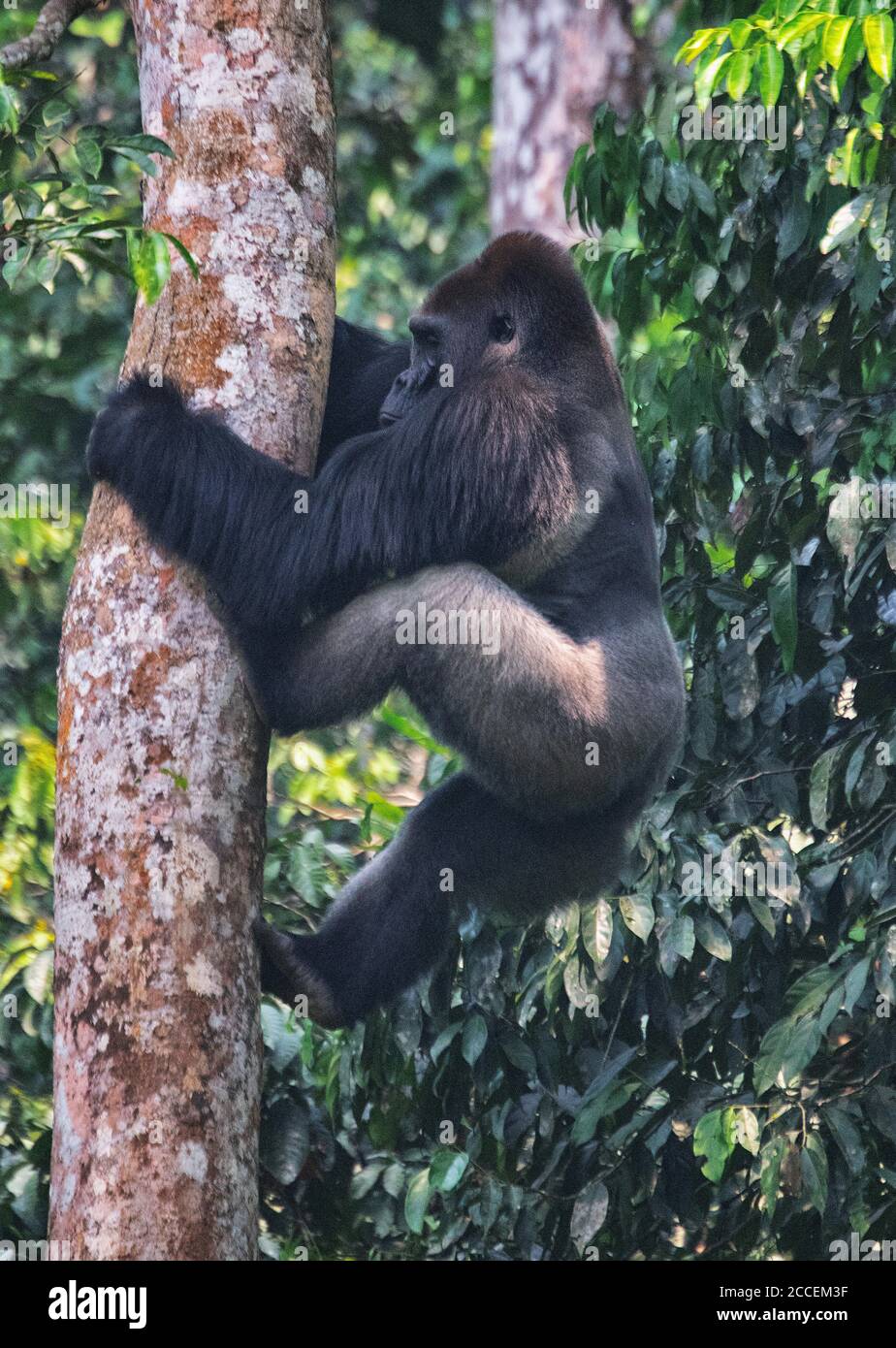 Western Lowland Gorilla (Gorilla gorilla gorilla). Dominant silverback ...