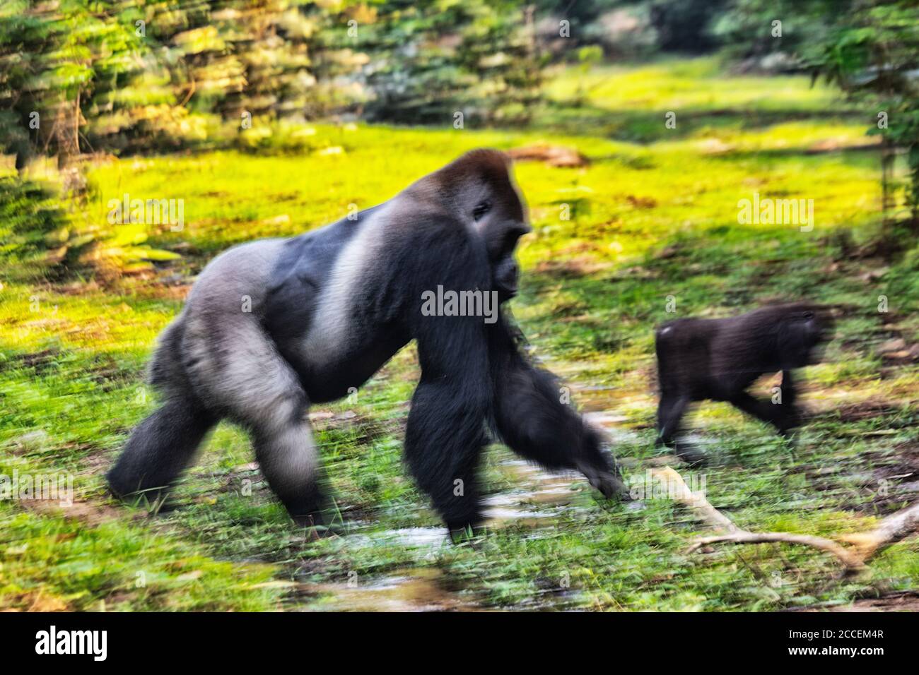 Western Lowland Gorilla (Gorilla gorilla gorilla). Dominant silverback male. Bai Hokou. Dzanga ...