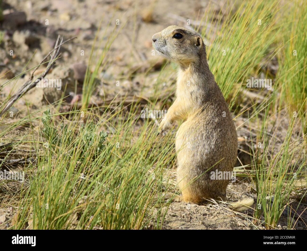 A White-tailed prairie dog on the lookout for predators at the ...