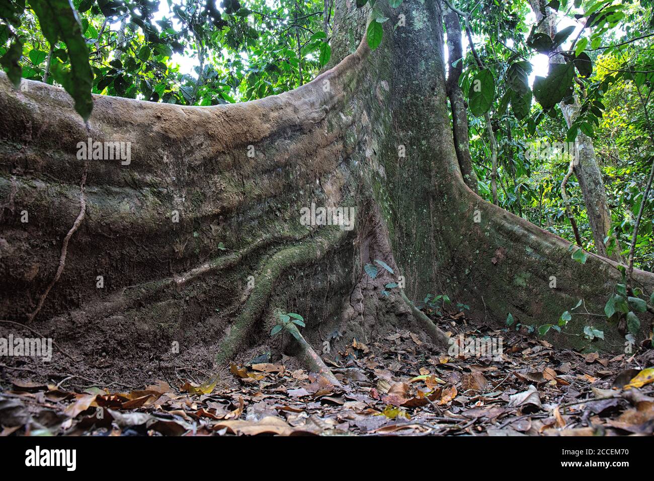Wwf for nature hi-res stock photography and images - Alamy