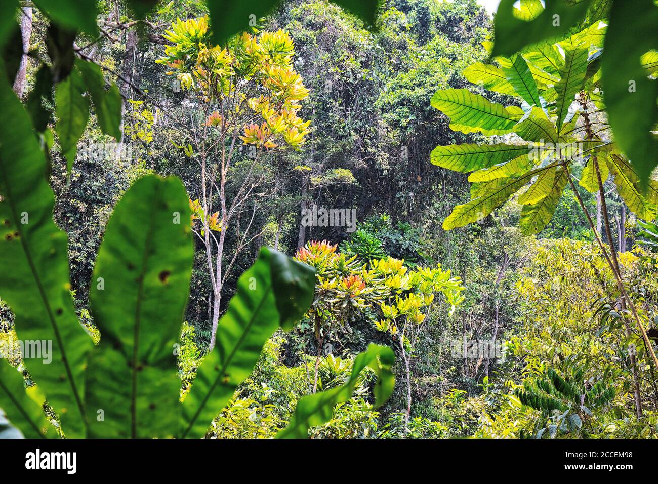 Dense Forest In Africa High Resolution Stock Photography and Images - Alamy