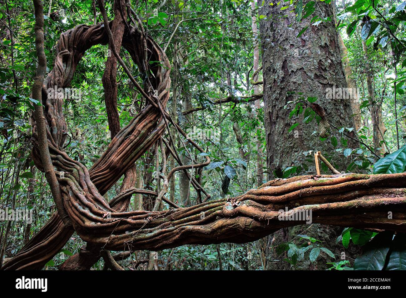 African Tropical Rainforest Trees