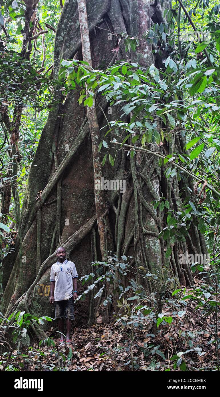 Trees and vegetation in the Jungle and dense forest of Dzanga Sangha ...