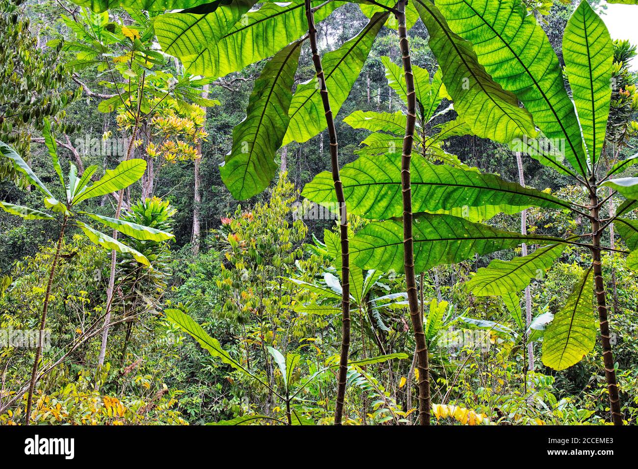 Dense forest in africa hi-res stock photography and images - Alamy