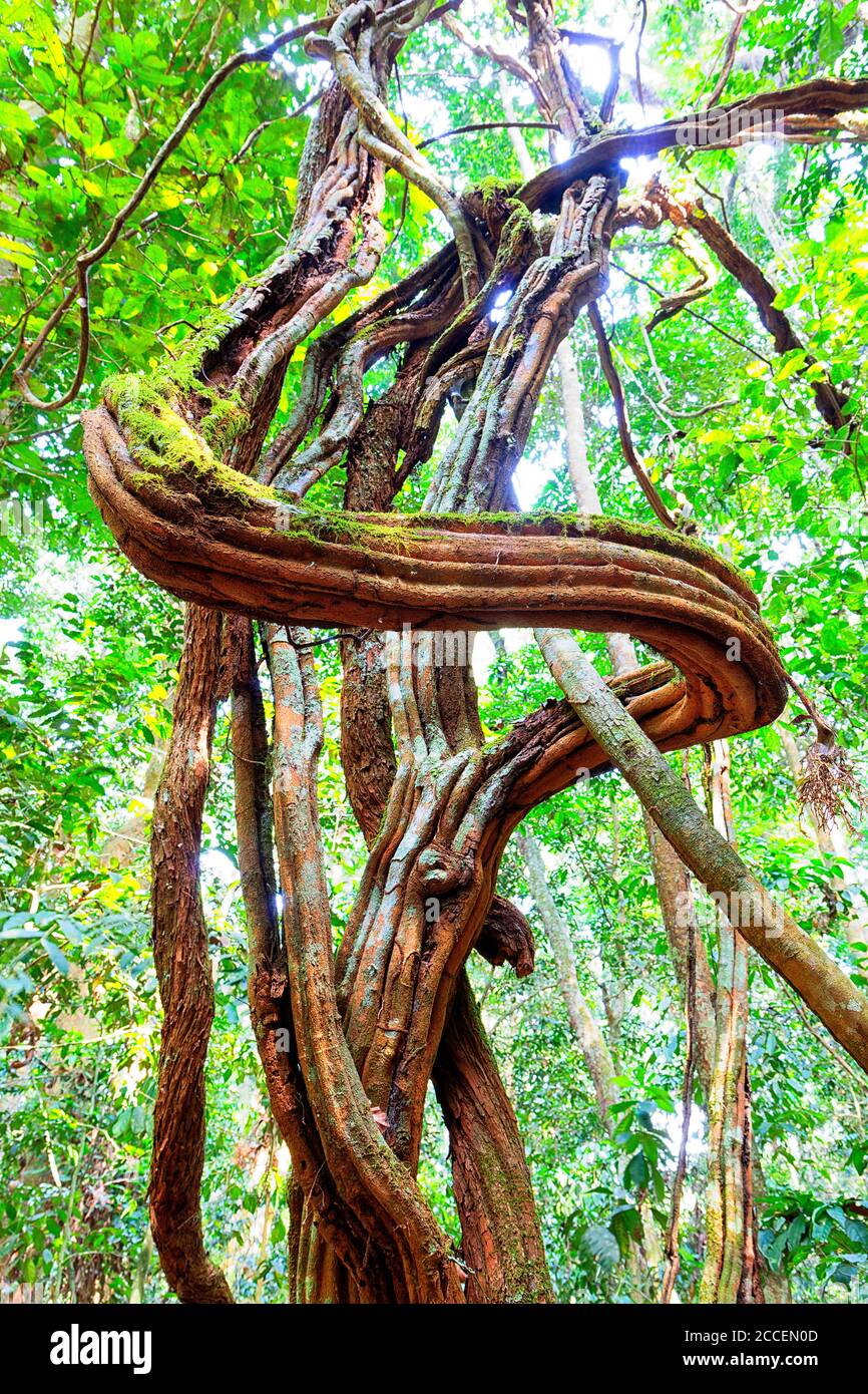 African Tropical Rainforest Trees