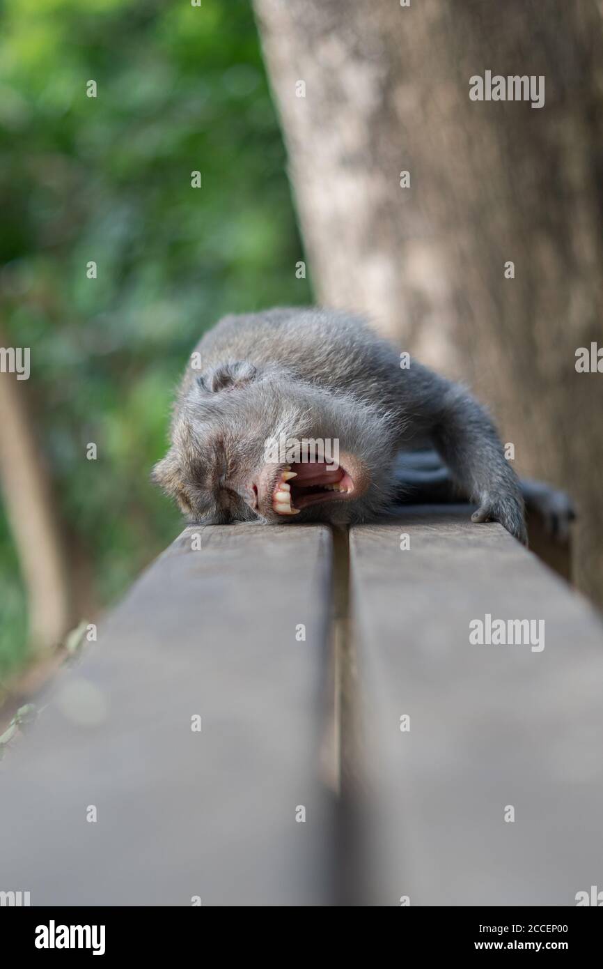 Cute monkey yawning hi-res stock photography and images - Alamy
