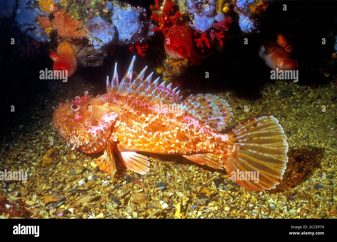 Atlantic Scorpion Fish High Resolution Stock Photography and Images - Alamy