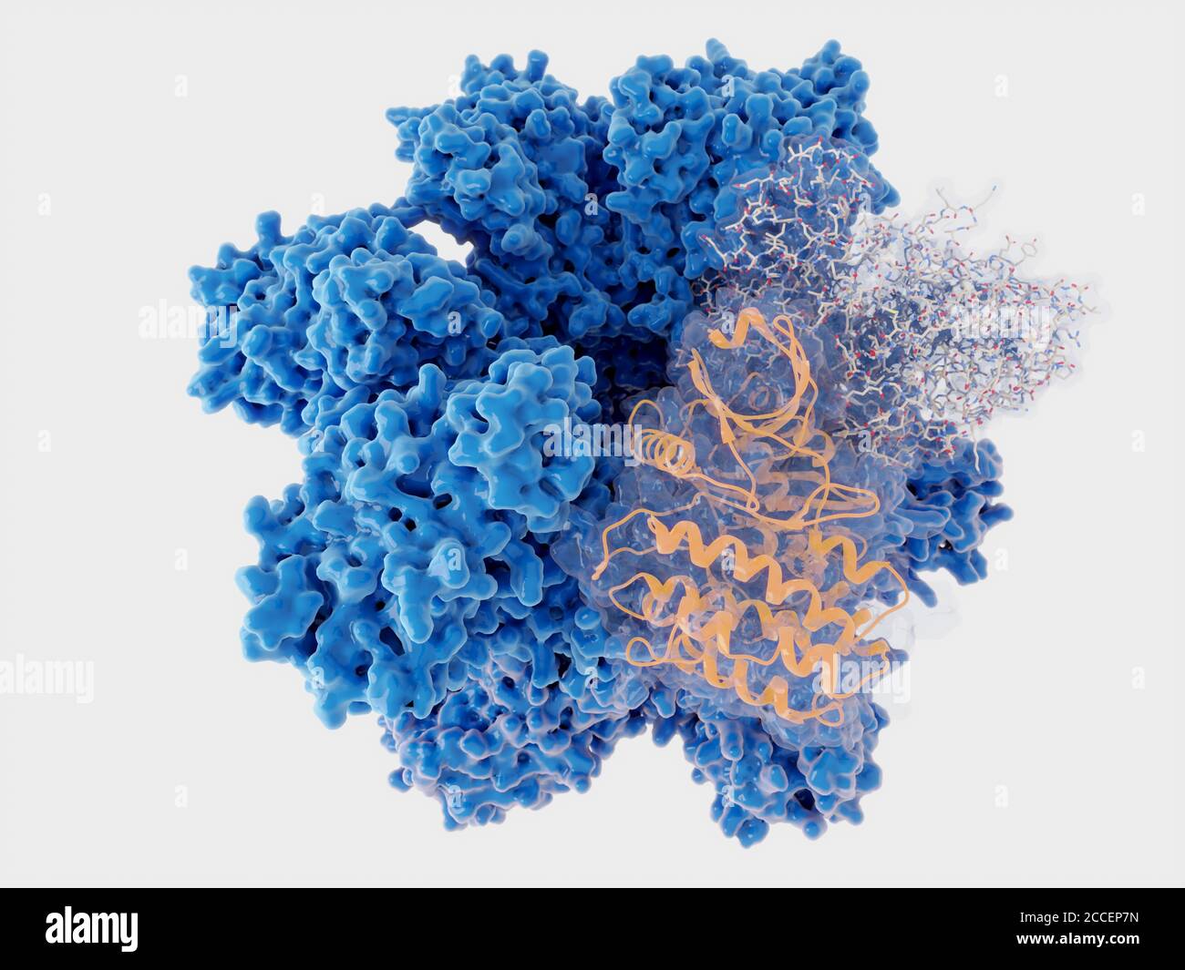 Calcium-calmodulin-dependent protein kinase II, illustration Stock ...
