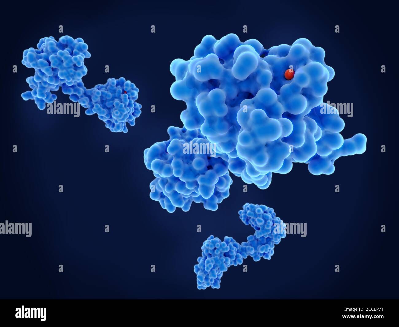 Calcium-binding protein molecule, illustration Stock Photo - Alamy