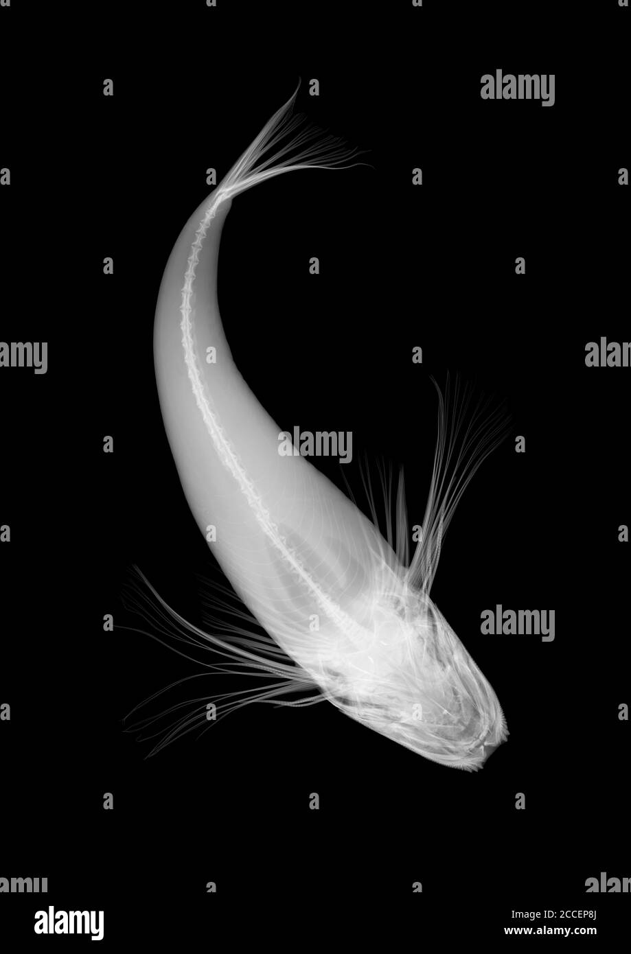 Ray fin Black and White Stock Photos & Images - Alamy